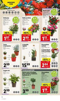 Fleurs Chez Lidl Cette Semaine